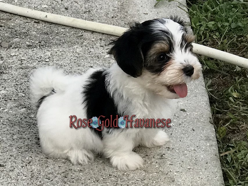 Gallery of Rose Gold Havanese Champion line Havanese Puppies | Rose ...