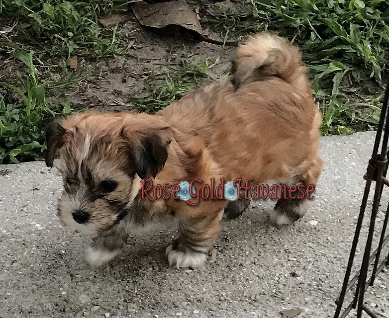 Gallery of Rose Gold Havanese Champion line Havanese Puppies | Rose ...