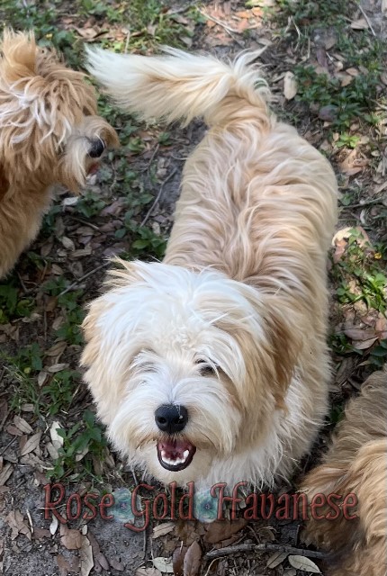 Rose Gold Havanese puppies For Sale Easley, SC