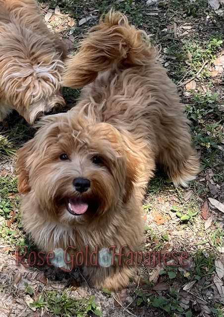 Rose Gold Havanese puppies For Sale Easley, SC